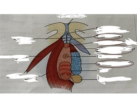 Structures Of The Clitoris — Printable Worksheet