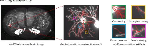Figure 2 From Complete Neuron Reconstruction Based On Branch Confidence Semantic Scholar