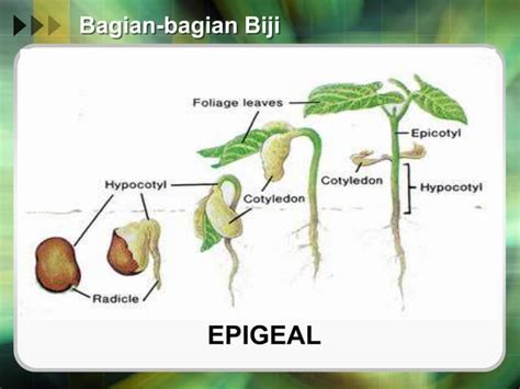 Struktur Biji Dan Bagian Bagiannya Pptx Struktur Biji Dan Bagian Bagiannya Pptx