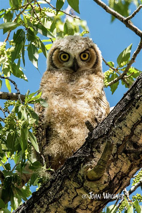 Whooo Are You Photograph By Joan Wallner Fine Art America