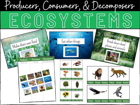 Consumer In Ecosystem