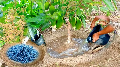 Best Npk Fertilizer For Mango Trees How To Apply Npk Fertilizer For