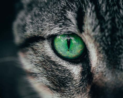 Eye Closeup Wallpapers