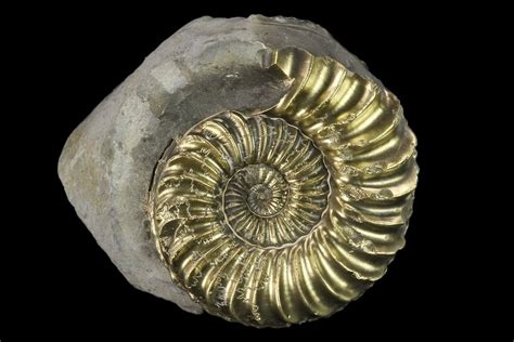 15 Pyritized Pleuroceras Ammonite Fossil Germany 131123 For