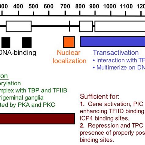 Primary Structure Of ICP4 Download Scientific Diagram