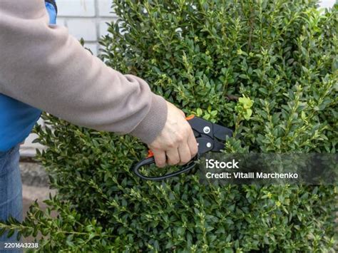 가지 치기를 가진 여성 정원사는 회양목 관목을 깎습니다 가위에 대한 스톡 사진 및 기타 이미지 가위 가지치기 가지치기 가위 Istock