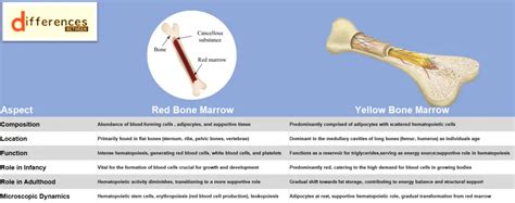 Red Vs Yellow Bone Marrow Understanding The Key Differences