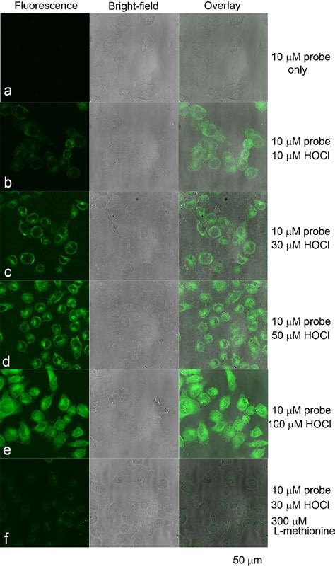 Figure 2 From A Simple Rhodamine Hydrazide Based Turn On Fluorescent Probe For Hocl Detection