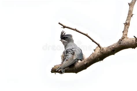 Crested Treeswift Perching On Tree Branch In Background Of Sky Stock