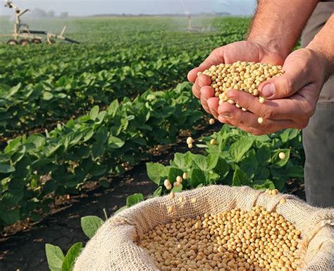 New Study Shows Us Oilseed Feedstock Production Exceeds Existing