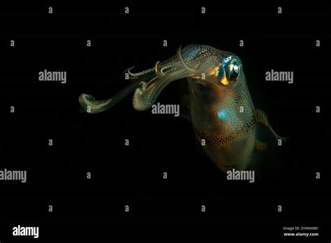 Colourful Squid At Night Lembeh Strait North Sulawesi Indonesia