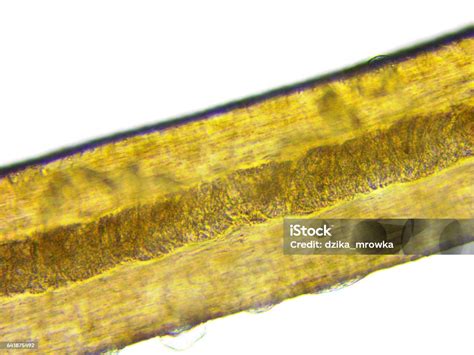 Human Eyelash Microscopic Image X100 Magnification Isolated On White
