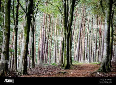 Trees In Different Seasons Stock Photo Alamy