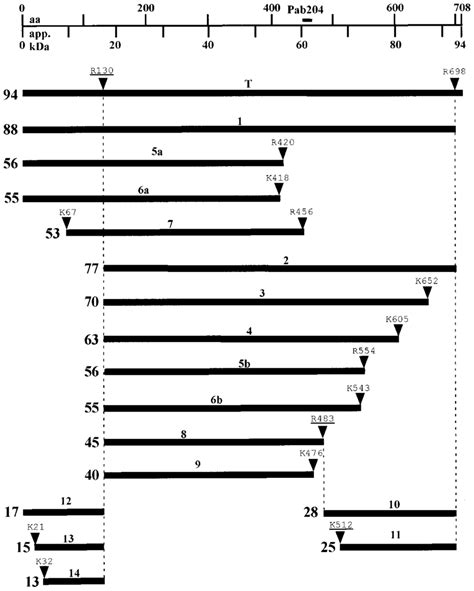 Schematic Map Of Tryptic Peptides Of Tag The Position Of Each Tryptic