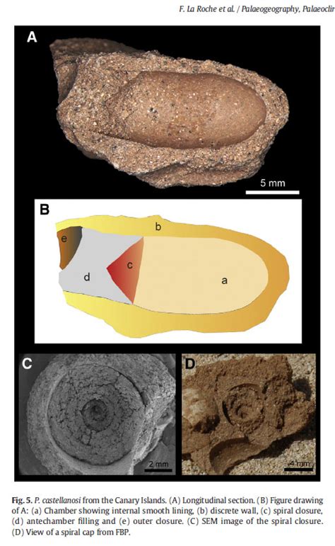Fossil Wasp Nest ID Verification Fossil ID The Fossil Forum