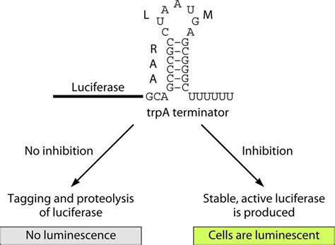 High Throughput Screening Assay To Identify Trans Translation Download Scientific Diagram
