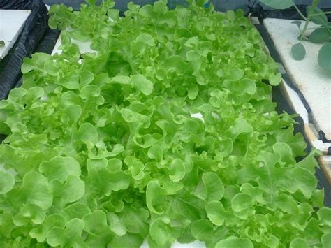 เรดโอ๊ค กรีนโอ๊ค 30วันค่ะ มาปลูกสวนครัว กับรักคุณแฟน