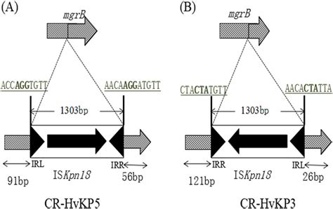 Schematic Representation Of The Two Insertion Events That Occurred In Download Scientific