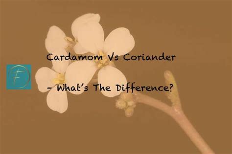 Cardamom Vs Coriander Whats The Difference Fork And Spoon Kitchen