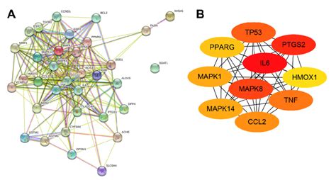 The Ppi Network A The Interactive Ppi Network Of 34 Overlap Target