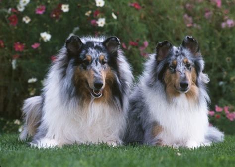Can Ivermectin Be Used On Collies