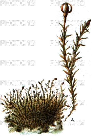 Andreaea Rupestris Photo12 Uig Igor Golovniov