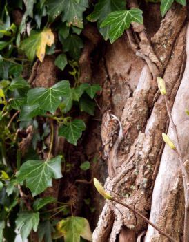 Tree Creeper Nesting On Site Bird Watching Holiday Cottage Wales Bird Watching Holiday