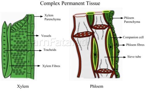 Complex Permanent Tissue In Plants Learnfatafat Class 9 Ch 6 Tissues