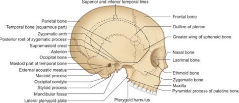 Superior Temporal Line
