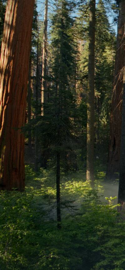Macos 15 Sequoia Official Stock Wallpaper Light Wallpapers Central