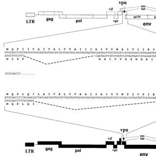 Schematic Representation Of Viruses Used In This Study Schematic Download Scientific Diagram
