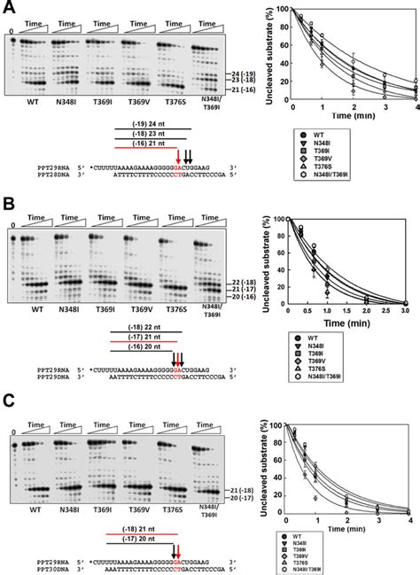 Effect Of Hiv 1 Rt Connection Subdomain Mutations On The Rnase H