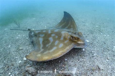 New Zealand Eagle Ray Myliobatis Tenuicaudatus