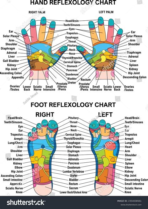 Free Foot Reflexology Chart Printable Free Printables