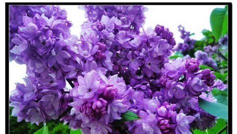 紫色丁香花语——寄托思念与温馨（紫色丁香花的象征意义及文化内涵）花植网