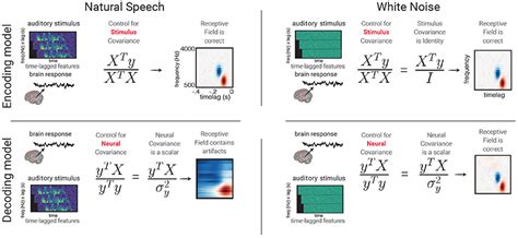 Frontiers Encoding And Decoding Models In Cognitive Electrophysiology
