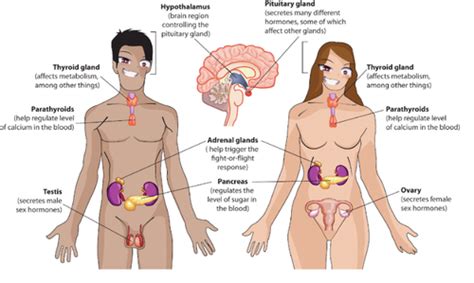 Lecture 7 Hormones And Sex Flashcards Quizlet