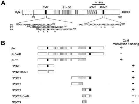Location Of Putative Cam Binding Sites Within The β Subunit Of The