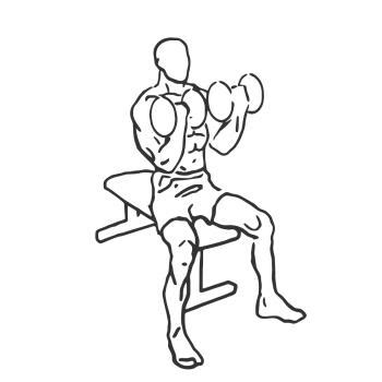 Seated Bicep Curl Gymwolf