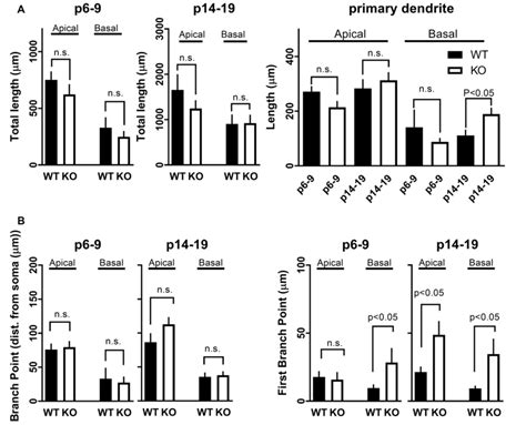 Development Of Dendritic Branches In Ca1 Pyramidal Neurons In Fmrp Ko Download Scientific