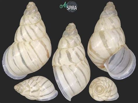 Leiostracus Sp Allspira