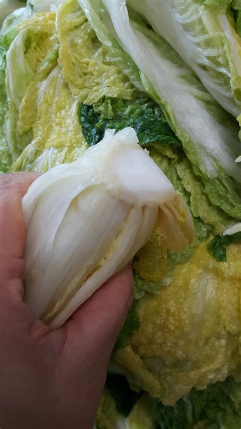 김장김치 배추 절이기 35포기