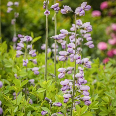 How To Plant And Grow Baptisia