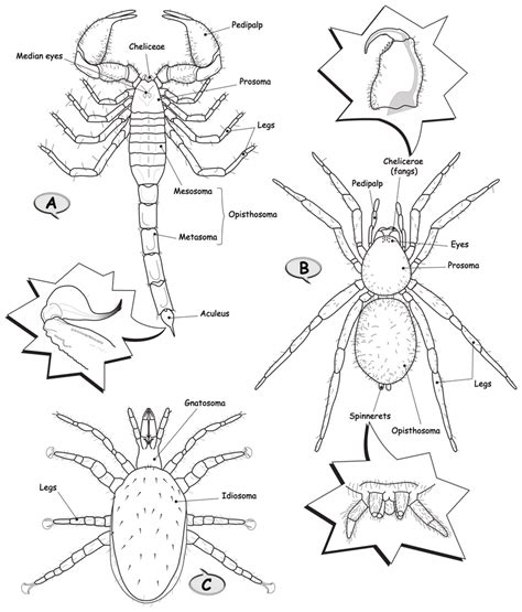 Drawings Of Generalized Arachnids Class Arachnida A Scorpion Order Download Scientific