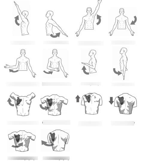 Movements Of The Upper Limb Diagram Quizlet