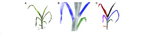 Leaf And Stem Segmentation For Maize A An Input Image Foreground