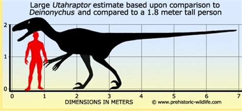 Large Utahraptor Estimate Based Upon Comparison To Deinonychus And