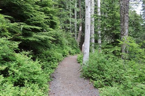 오레곤의 숲에서 푸른 나무와 관목으로 둘러싸인 길의 경치 좋은 전망 0명에 대한 스톡 사진 및 기타 이미지 0명 경관 계절 Istock