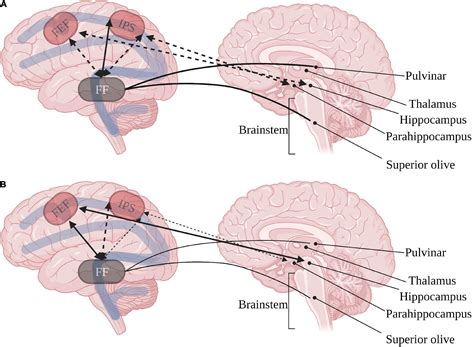 Attention Brain Networks