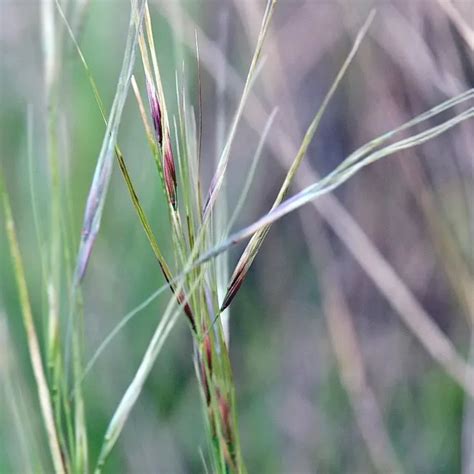 Purple Needlegrass Friends Of San Pedro Valley Park